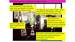 HL Carbon fixation photosynthesis.pptx
