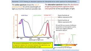 HL Carbon fixation photosynthesis.pptx