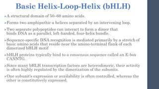 HLH Motif and Leucine Zipper , domains - molecular biology | PDF