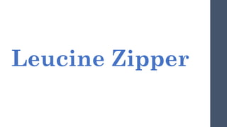 HLH Motif and Leucine Zipper , domains - molecular biology | PDF