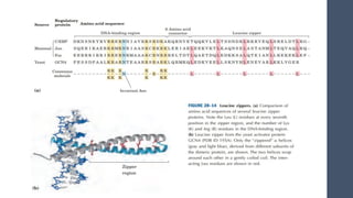 HLH Motif and Leucine Zipper , domains - molecular biology | PDF