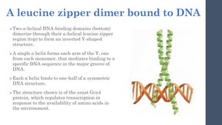 HLH Motif and Leucine Zipper , domains - molecular biology | PDF