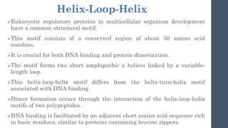 HLH Motif and Leucine Zipper , domains - molecular biology | PDF