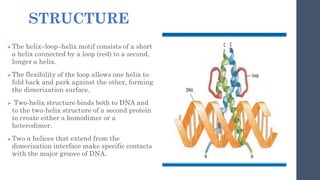 HLH Motif and Leucine Zipper , domains - molecular biology | PDF