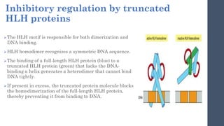 HLH Motif and Leucine Zipper , domains - molecular biology | PDF