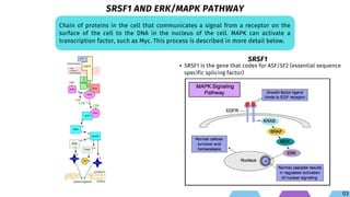HLTF promotes hepatocellular carcinoma progression Juan David Ballut ...