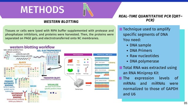 HLTF promotes hepatocellular carcinoma progression Juan David Ballut ...