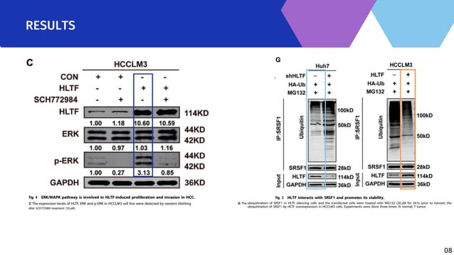 HLTF promotes hepatocellular carcinoma progression Juan David Ballut ...