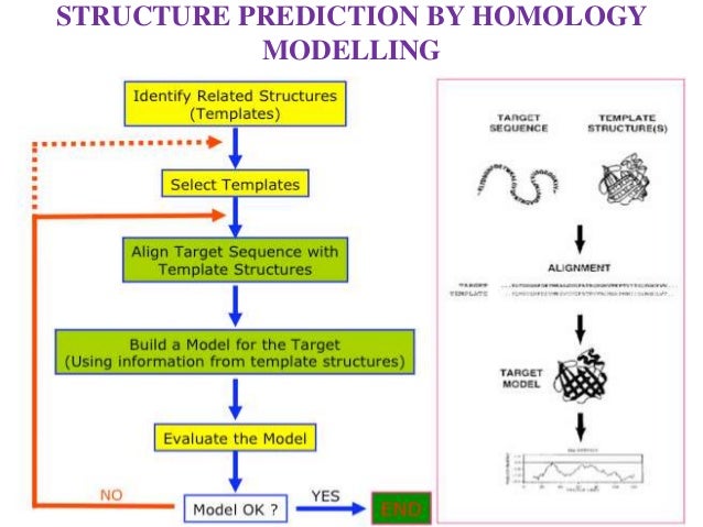 Homology modelling