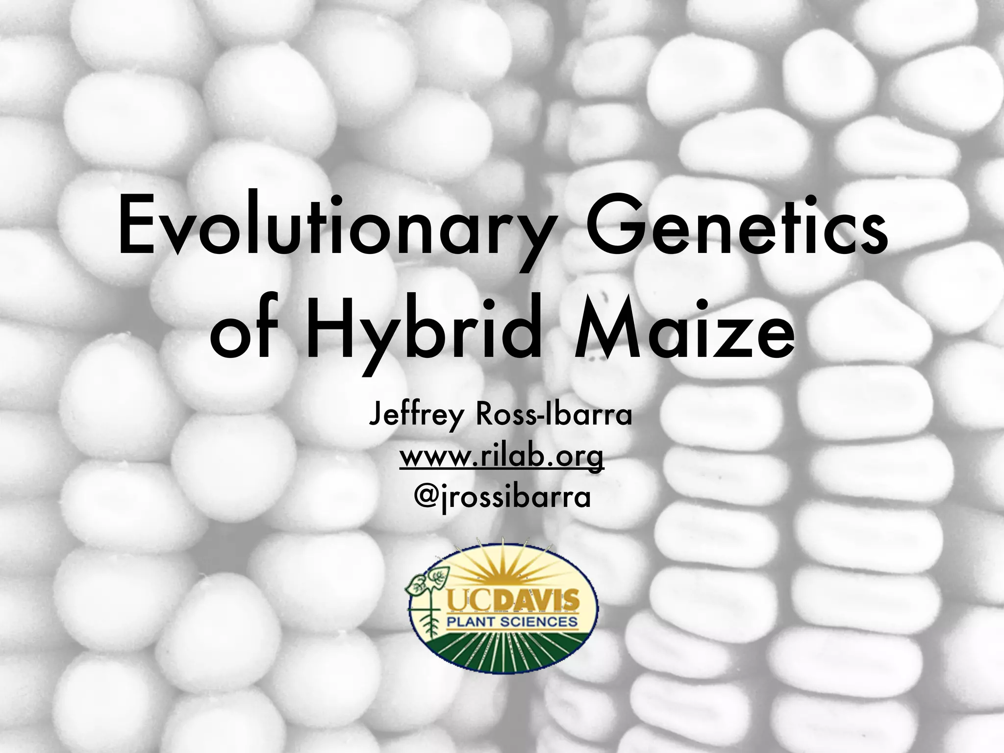 Evolutionary genetics of hybrid maize | PPT