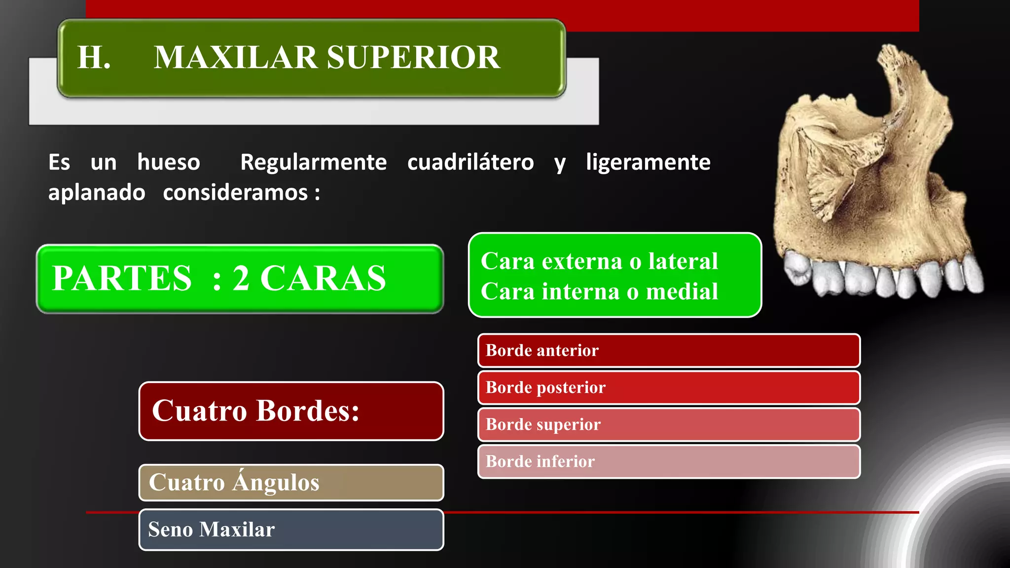 HUESO MAXILAR Y MANDIBULA | PPTX