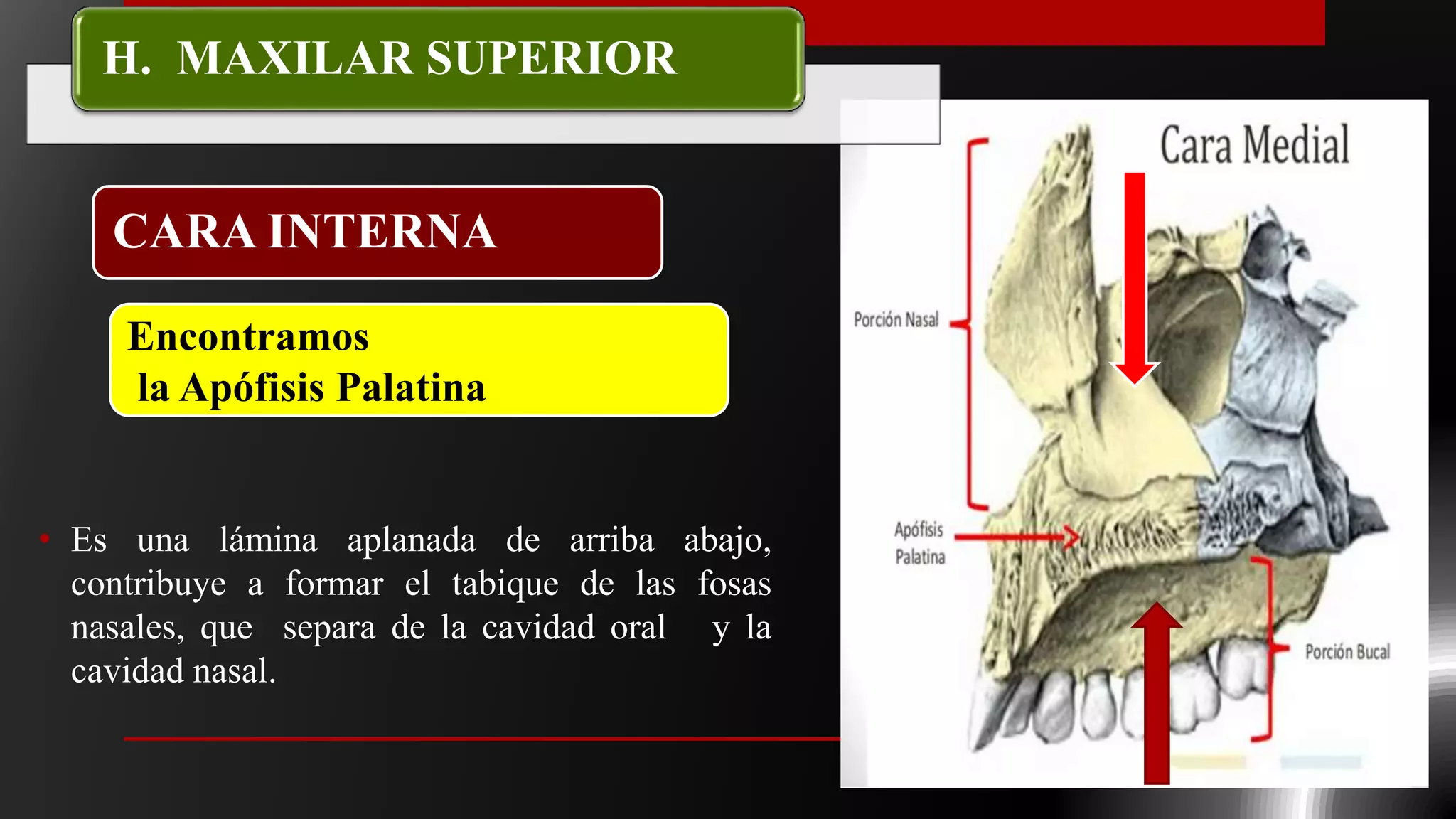 HUESO MAXILAR Y MANDIBULA | PPTX