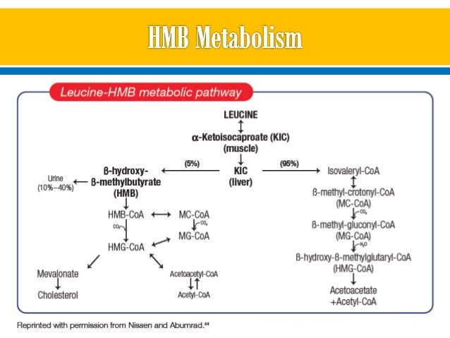 Hmb seminar presentation pdf