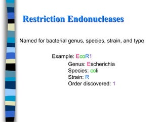 HMD_PCR-RFLP_KIBGE_KCHI.pptx