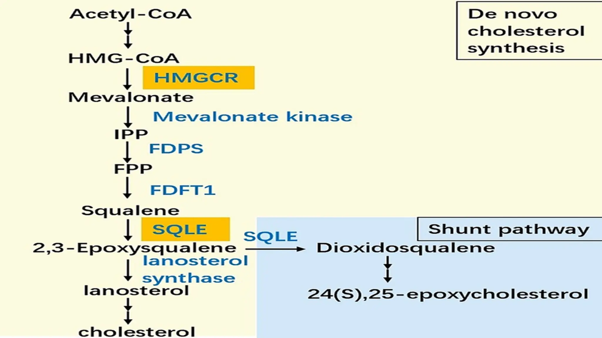 AGENTS ACTING ON ENZYME HMG-CoA REDUCTASE M.PHARMA CHEMISTRY 2ND SEM ...