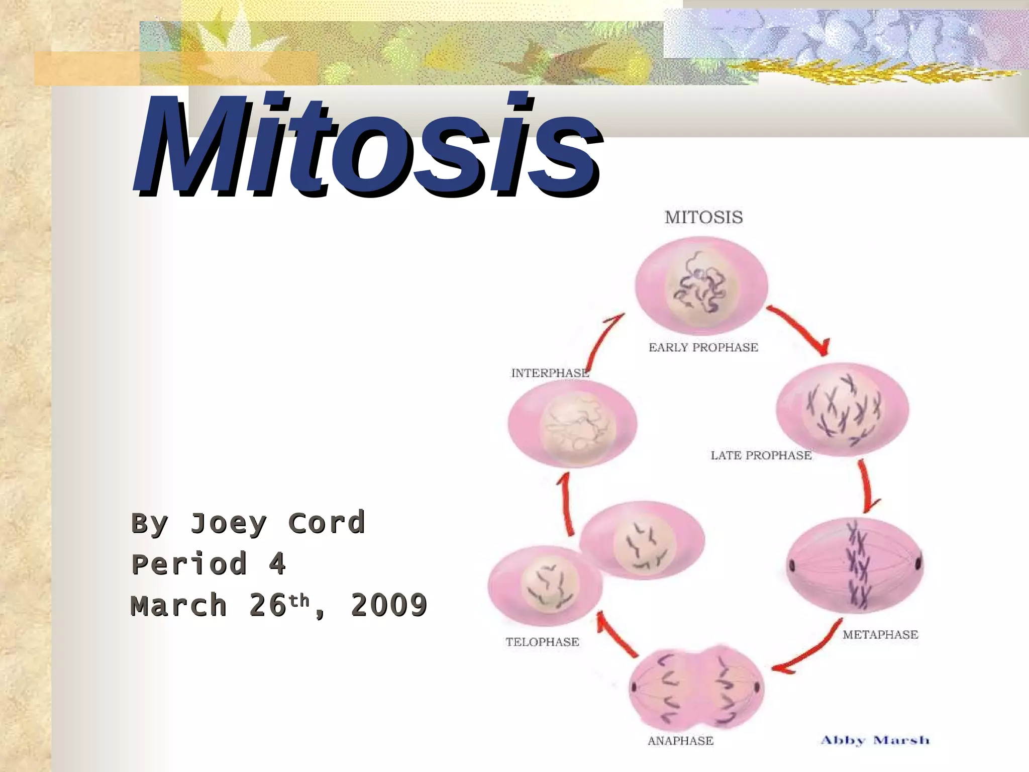 mitosis by joey | PPT