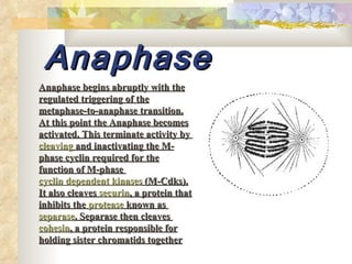 mitosis by joey | PPT