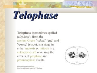 mitosis by joey | PPT