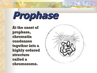 mitosis by joey | PPT