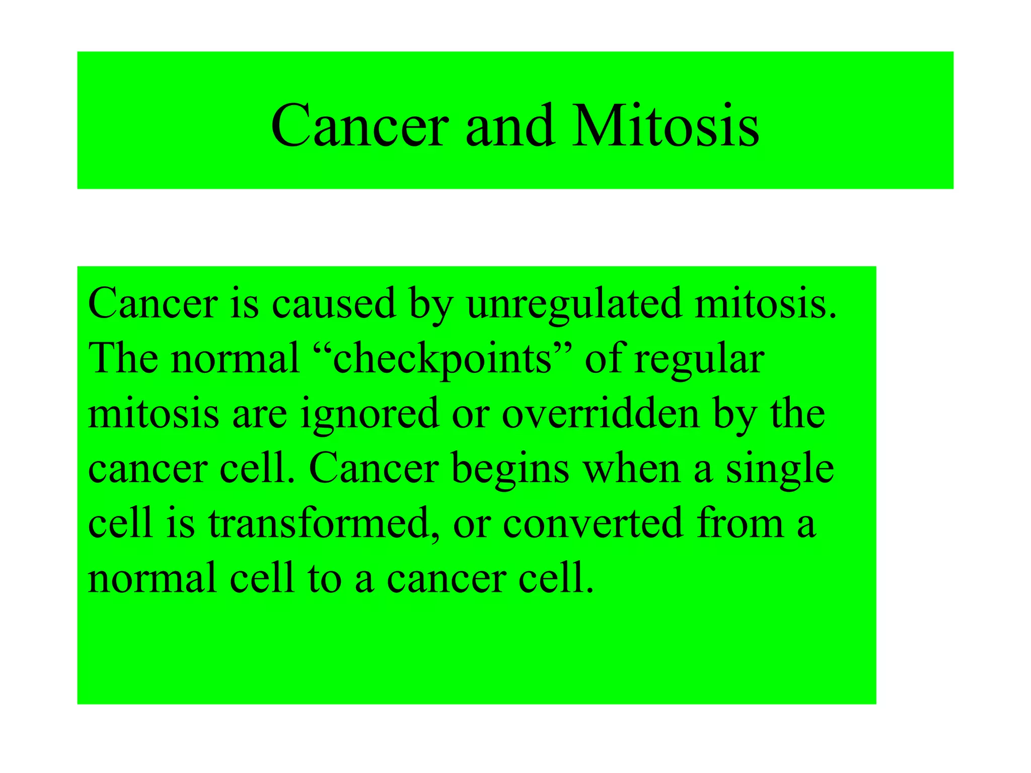 mitosis by ryan | PPT