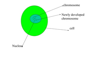 mitosis by ryan | PPT