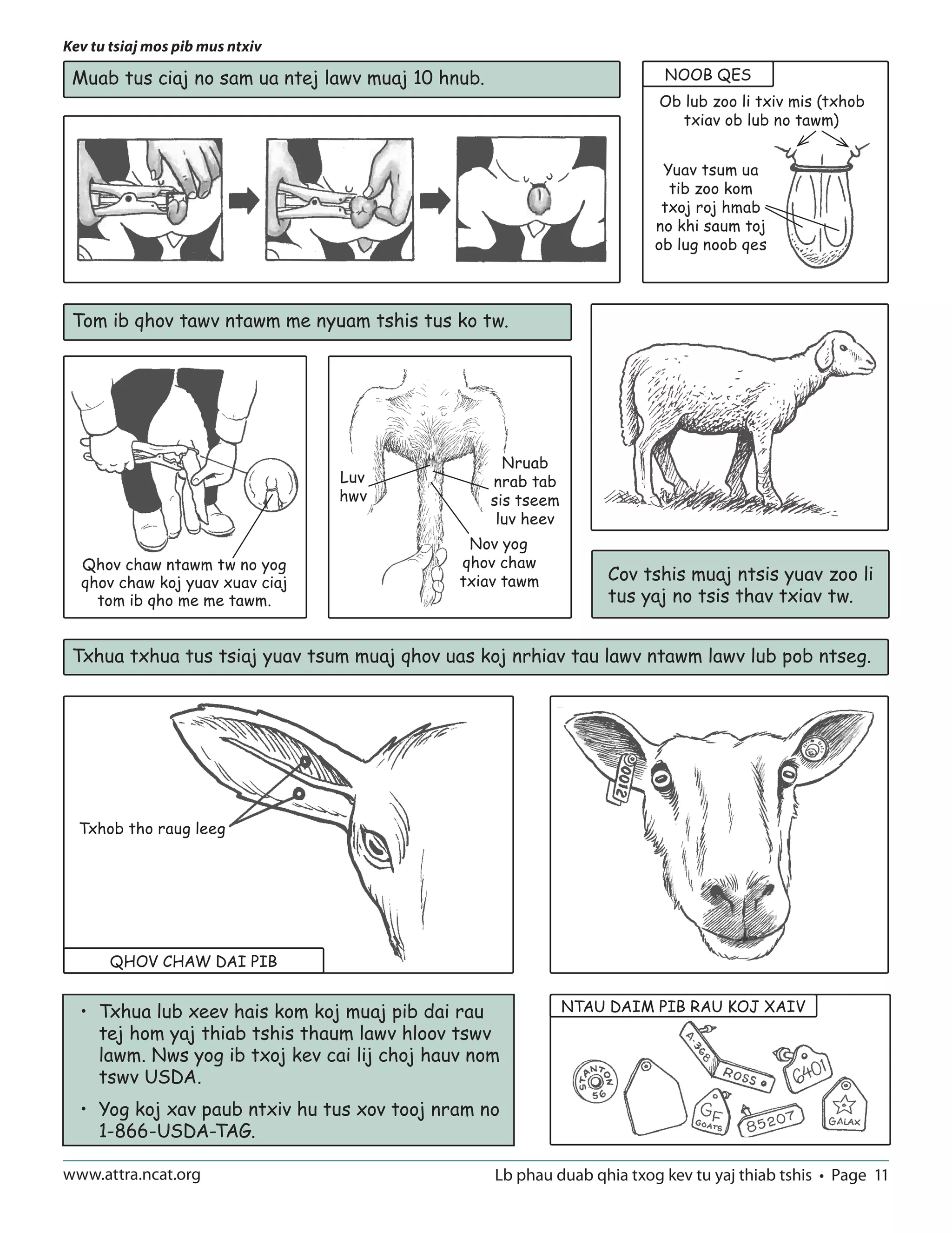 An Illustrated Guide to Sheep and Goat Production | PDF | Agriculture ...