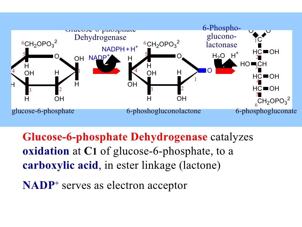 Hexose monophosphate shunt