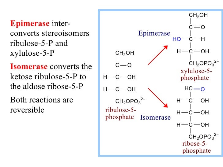 Hexose monophosphate shunt