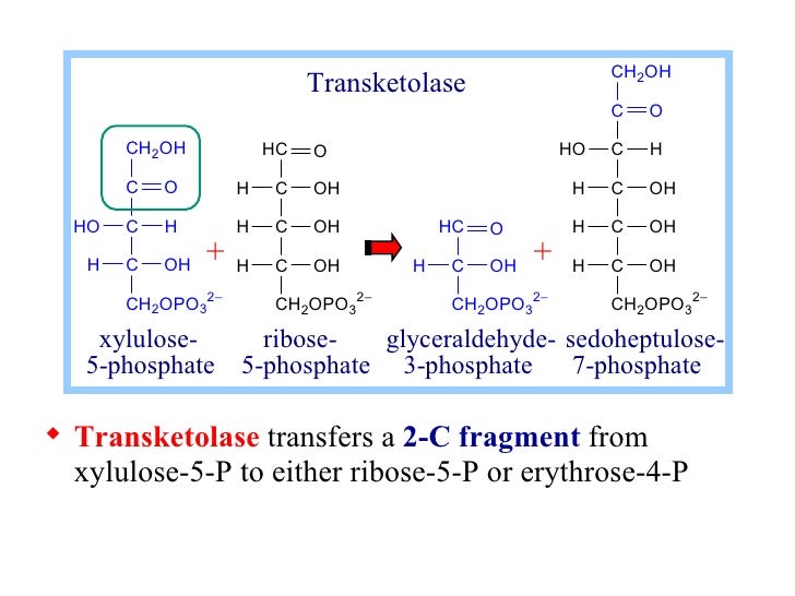 Hexose monophosphate shunt
