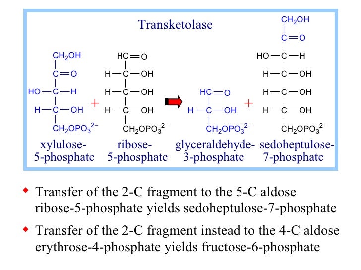 Hexose monophosphate shunt