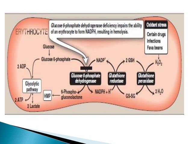 Hmp shunt pathway | PPTX | Endocrine and Metabolic Diseases | Diseases ...