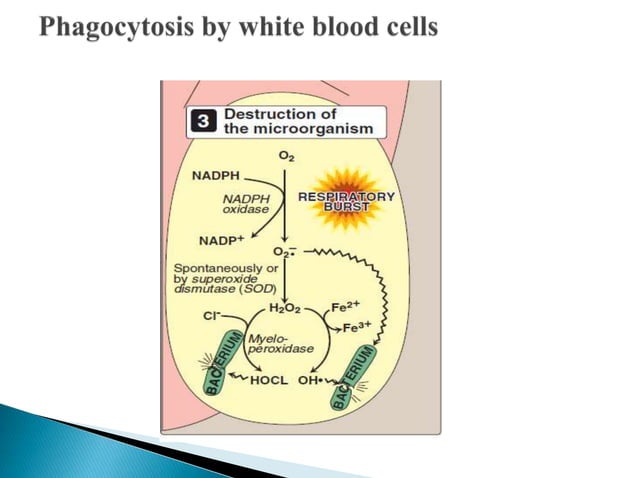 Hmp shunt pathway | PPTX | Endocrine and Metabolic Diseases | Diseases ...