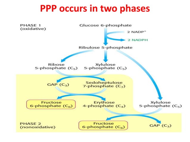 Hmp shunt | PPT