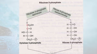 HMP-Shunt (Hexose monophosphate pathway) | PPTX