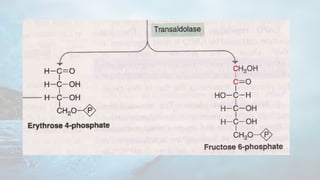 HMP-Shunt (Hexose monophosphate pathway) | PPTX