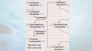 HMP-Shunt (Hexose monophosphate pathway) | PPTX