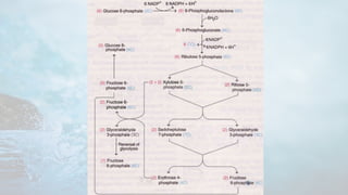 HMP-Shunt (Hexose monophosphate pathway) | PPTX