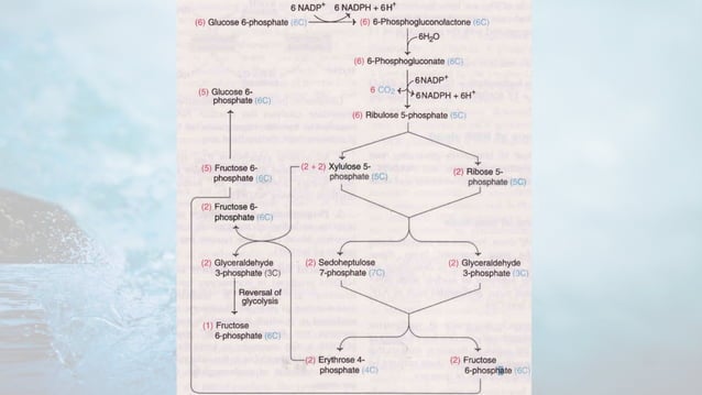 HMP-Shunt (Hexose monophosphate pathway) | PPTX | Endocrine and ...