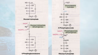 HMP-Shunt (Hexose monophosphate pathway) | PPTX