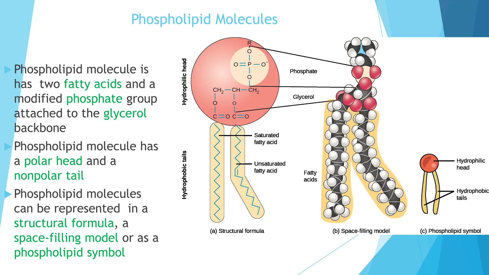 HMP01 02Membrane structure of excitable cell (1).pdf