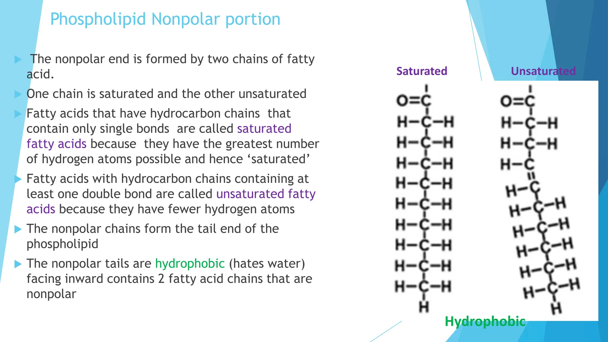 HMP01 02Membrane structure of excitable cell (1).pdf