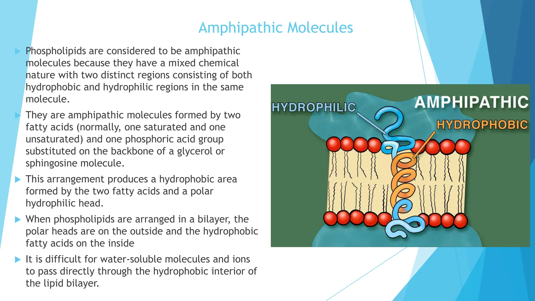 HMP01 02Membrane structure of excitable cell (1).pdf
