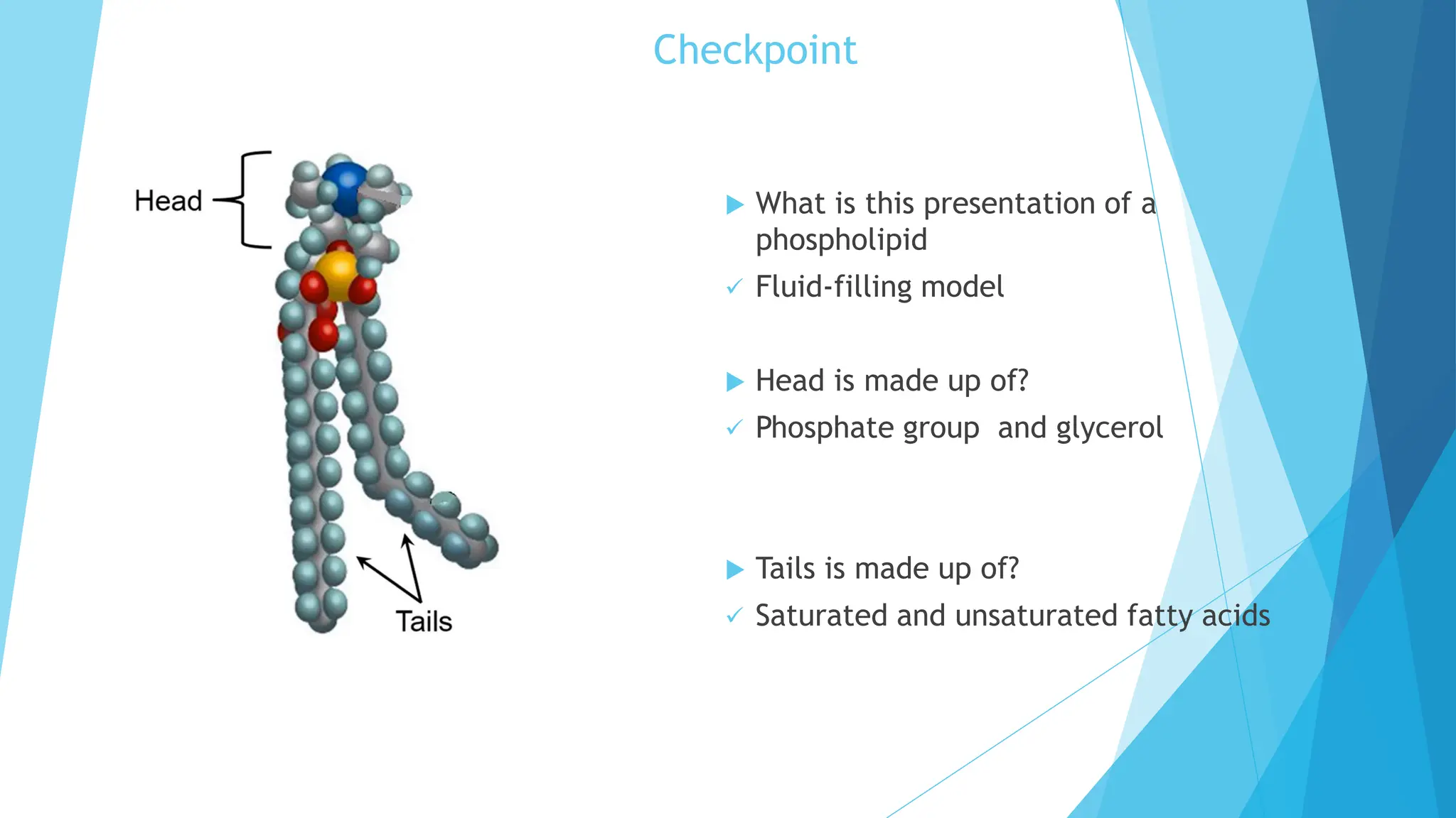 HMP01 02Membrane structure of excitable cell (1).pdf