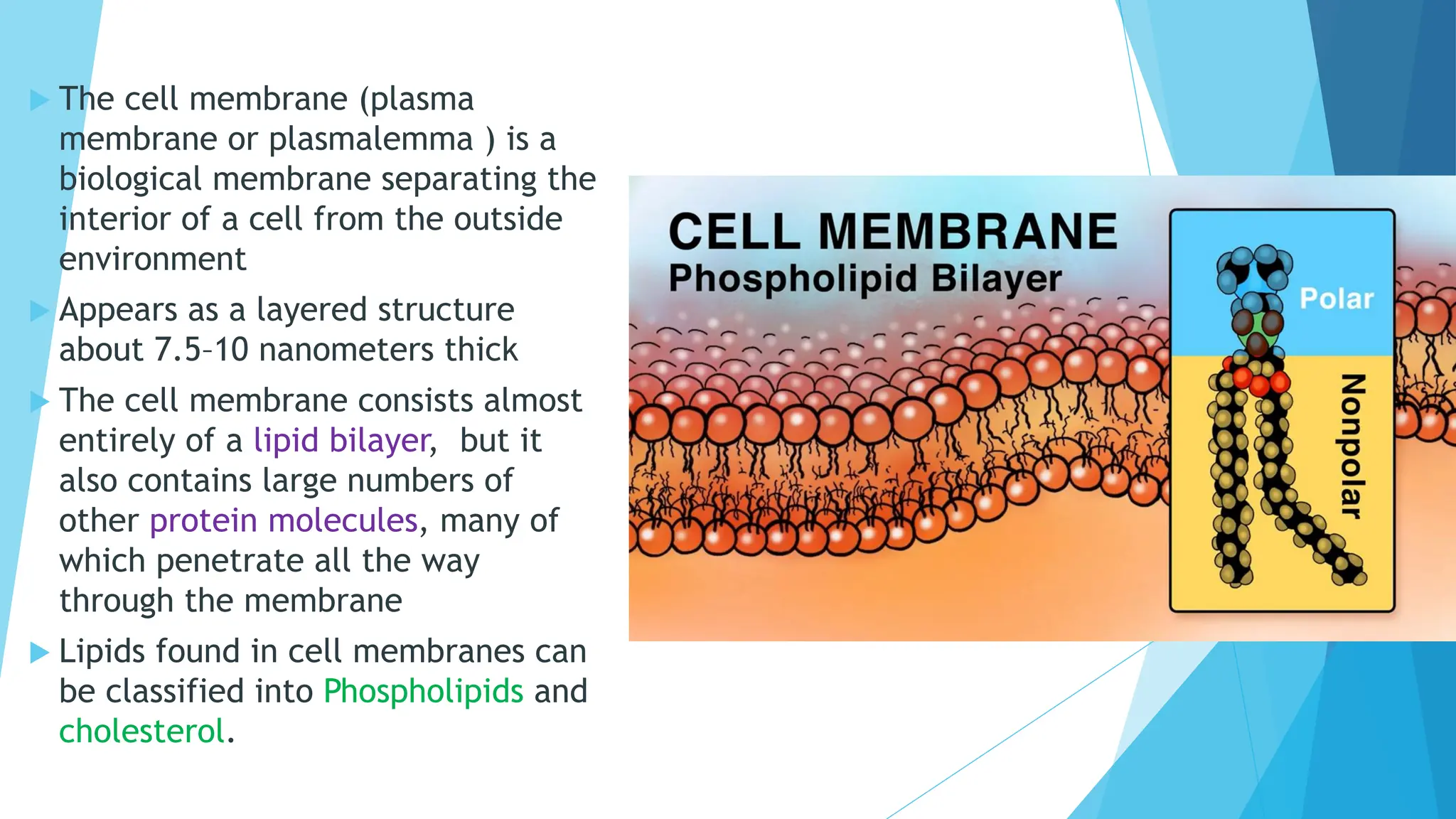 HMP01 02Membrane structure of excitable cell (1).pdf