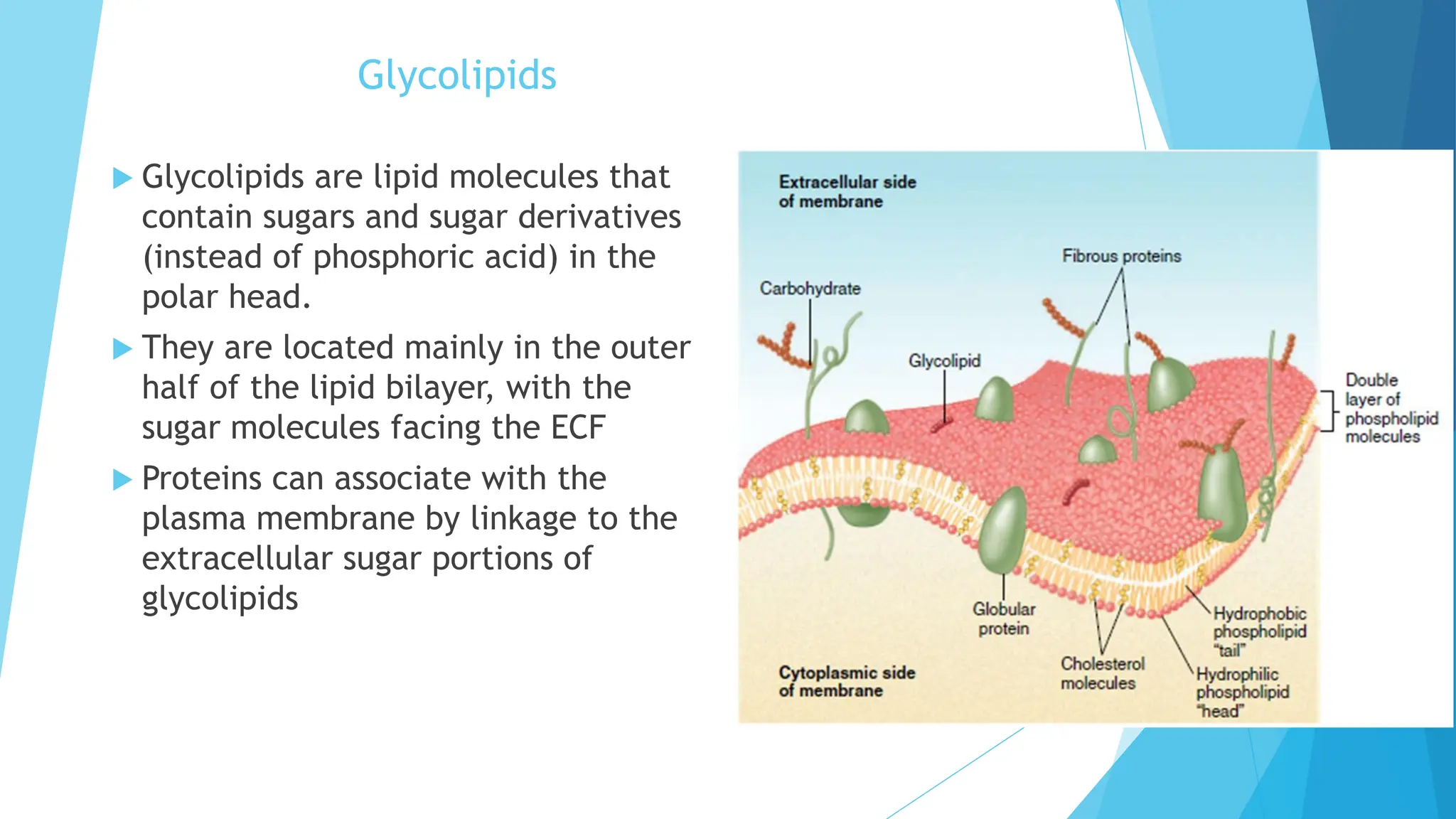 HMP01 02Membrane structure of excitable cell (1).pdf