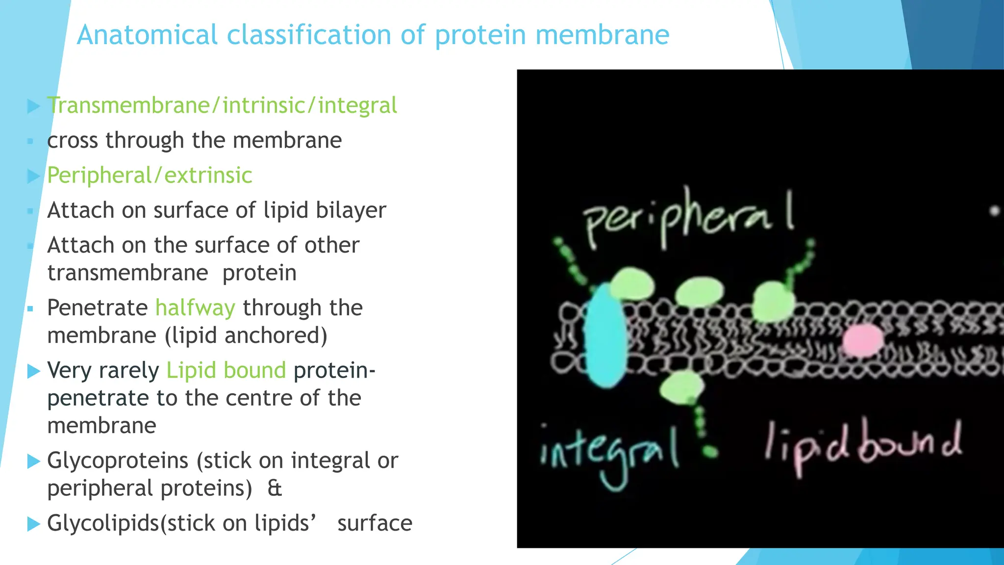 HMP01 02Membrane structure of excitable cell (1).pdf