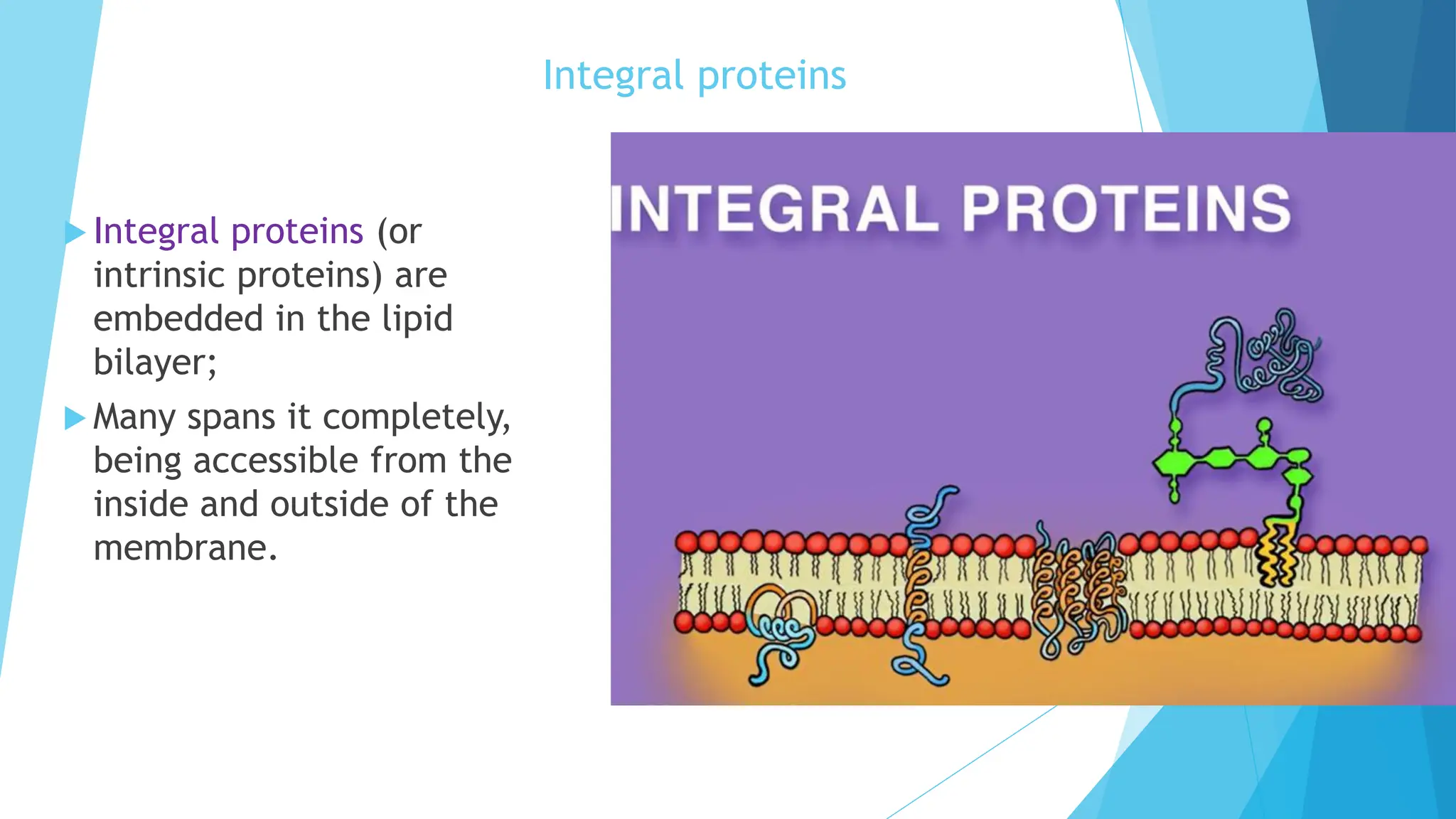 HMP01 02Membrane structure of excitable cell (1).pdf