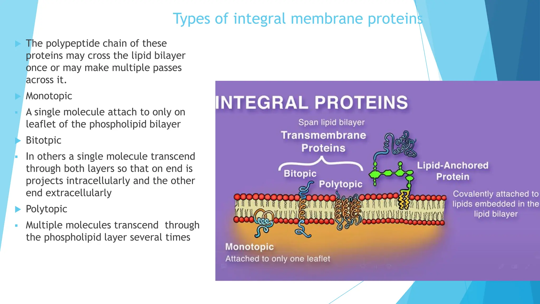 HMP01 02Membrane structure of excitable cell (1).pdf