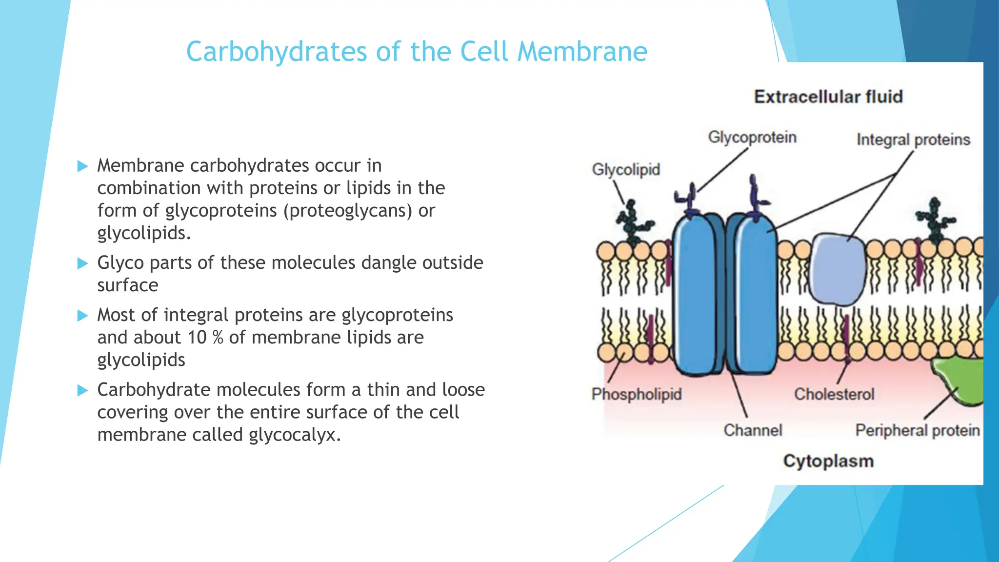 HMP01 02Membrane structure of excitable cell (1).pdf