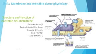 HMP01 02Membrane structure of excitable cell (1).pdf